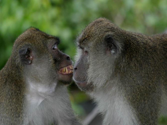 Behaviour | Macaques